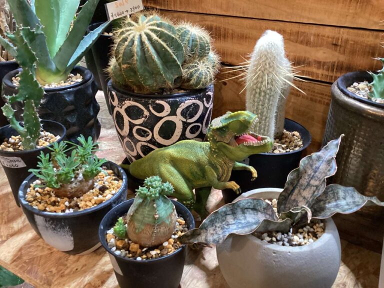 Que chulo(ケ・チューロ) | 日高ディスカバリーNews